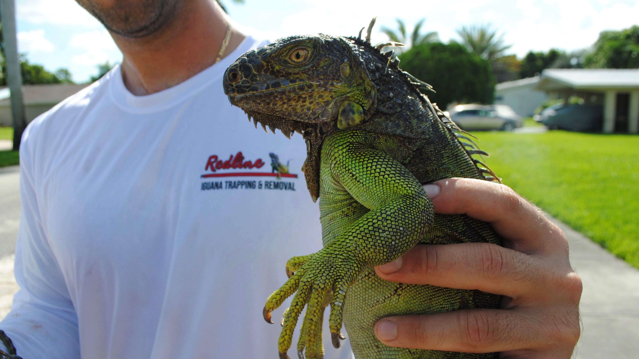 Iguanas encuentran el paraíso en Florida del sur - NotiCel - La verdad ...
